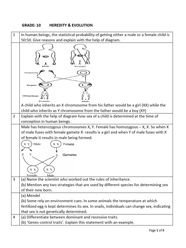 Human Sex Determination & Genetics Explained | PDF | Dominance ...