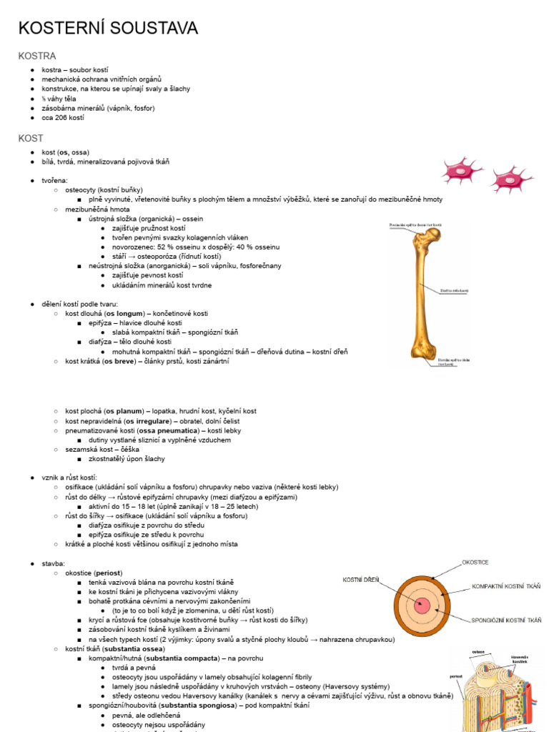 Stavba Kosti, Růst A Vývoj Kostí, Spojení Kostí | PDF