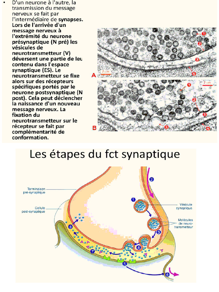 I. Les Aires Cérébrales Et La Représentation Mentale Des Stimuli | PDF