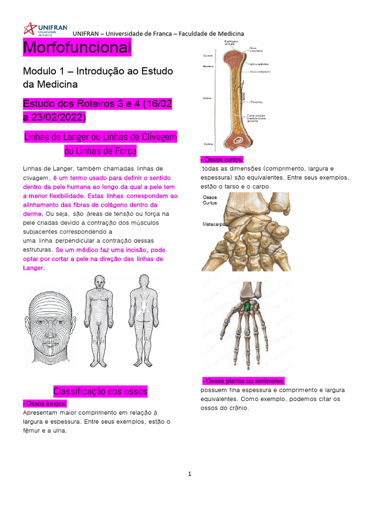 RESUMO ROTEIROS 3 E 4 - MORFO - Júlia Ferreira.docx | PDF | Coluna vertebral | Vértebra