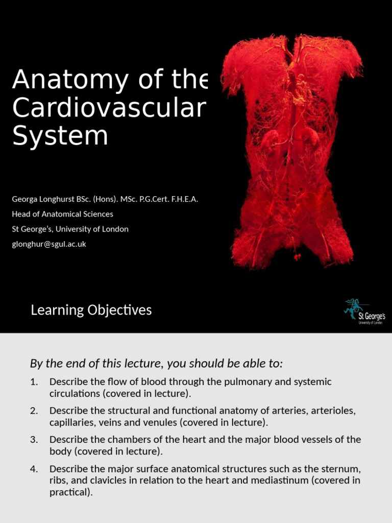 Cardiovascular System Anatomy Overview | PDF | Aorta | Heart Valve