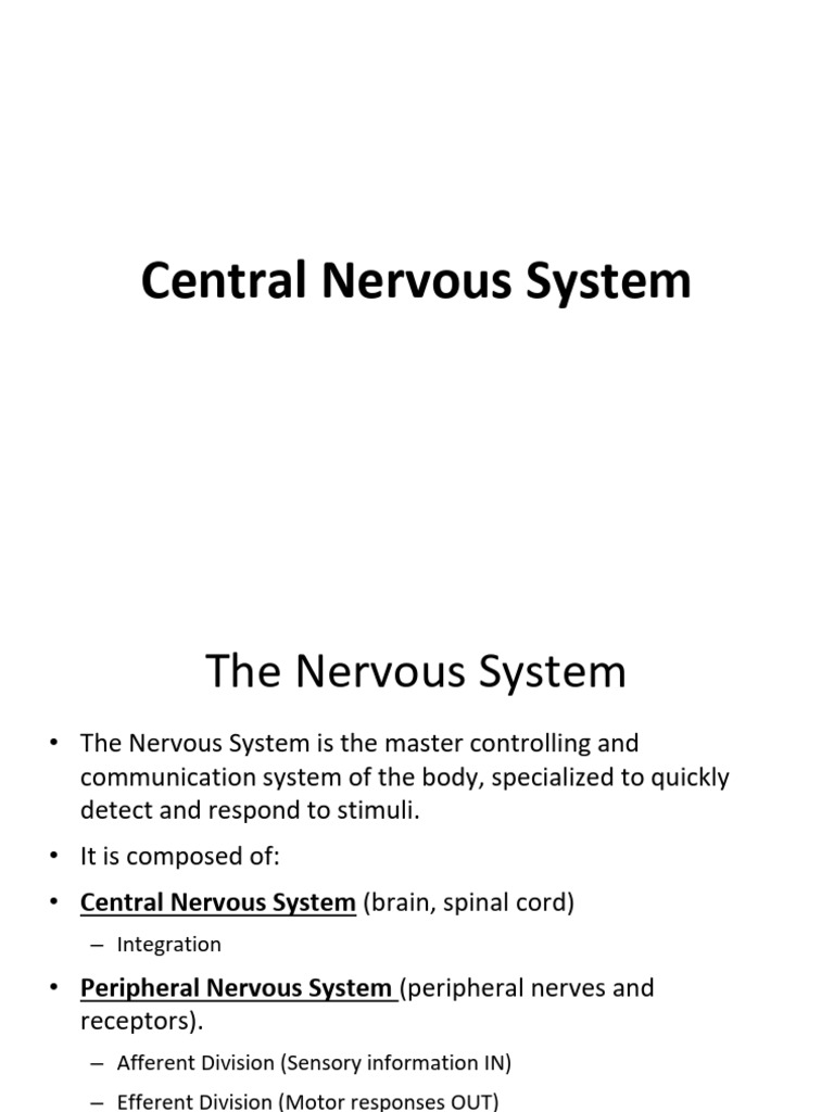 11) Central Nervous System | PDF | Nervous System | Muscle Contraction