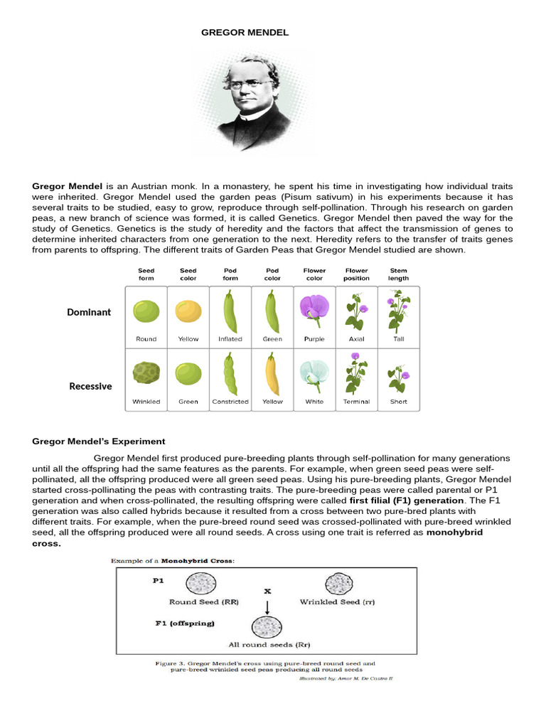 Law of Dominance Worksheets | PDF | Dominance (Genetics) | Zygosity