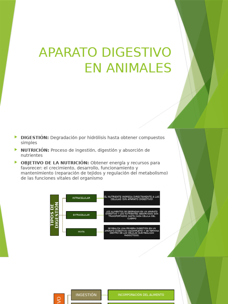 Digestivo en Animales | PDF | Digestión | Boca