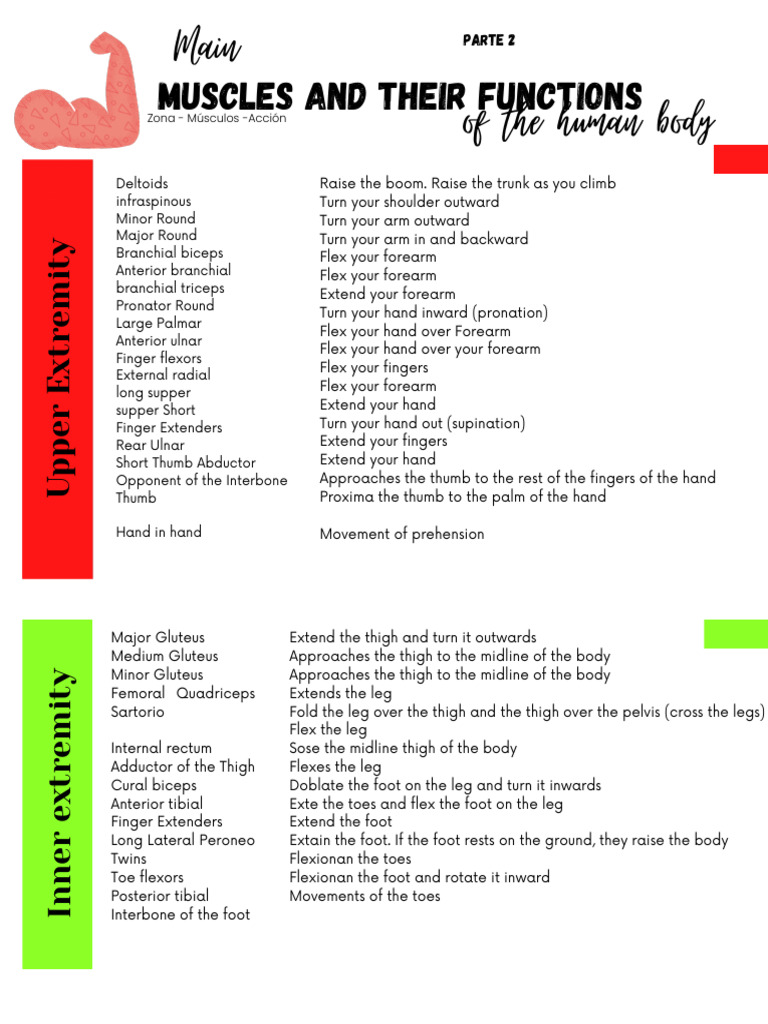 Musculos y Sus Funciones en Ingles | PDF | Anatomical Terms Of Motion ...