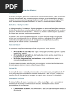 Anatomia e Fisiologia das Mamas | PDF | Seio | Anatomia