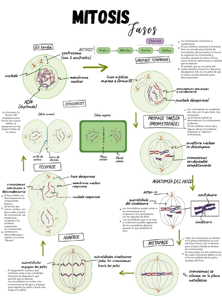 Mitosis | PDF | Mitosis | Anatomía
