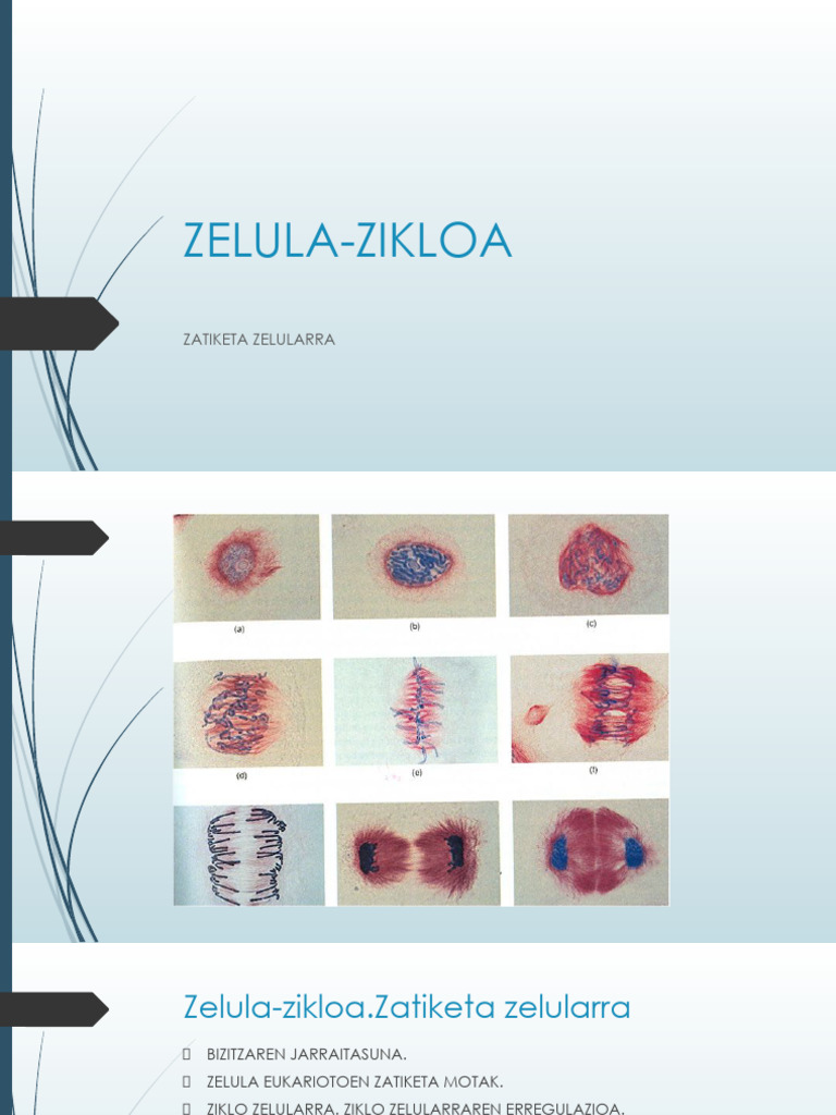 Zelula Zikloa | PDF