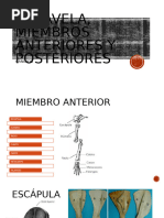Anatomía Del Hueso Del Húmero Del Perro AnatomyLearner - El Lugar para ...