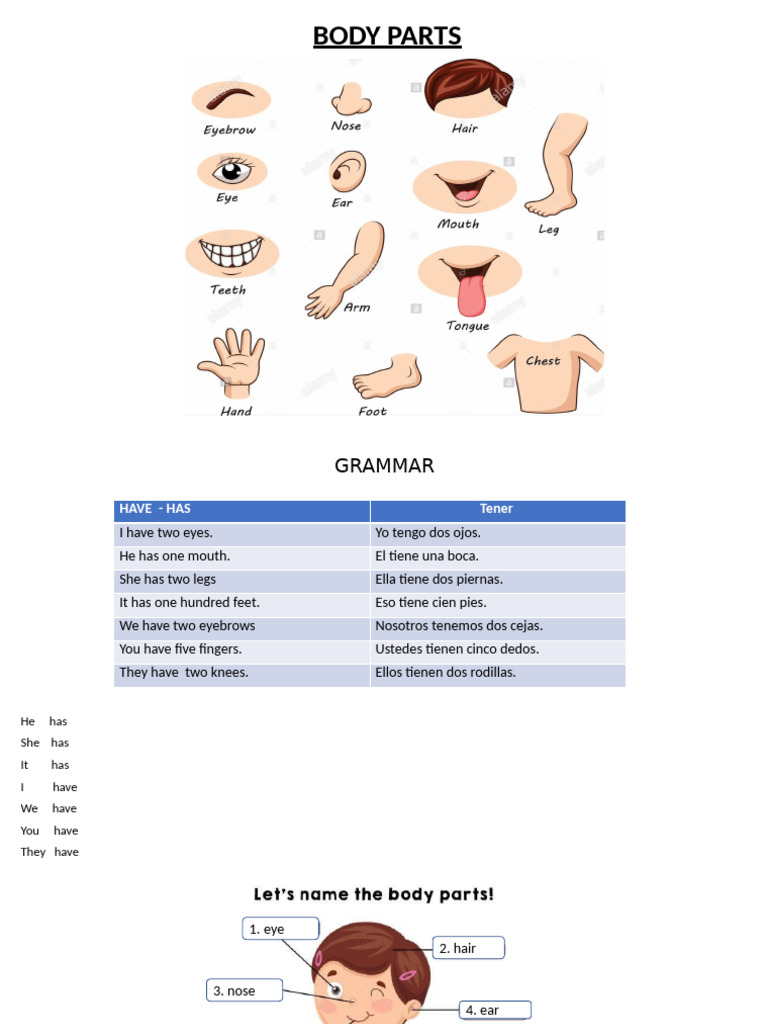 Body Parts and Grammar Guide | PDF