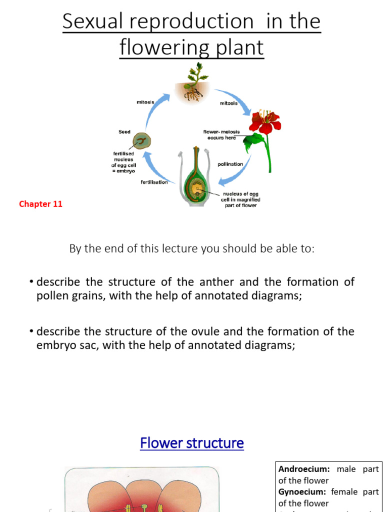 Sexual Reproduction in Flowering Plants | PDF | Pollen | Plant Reproduction