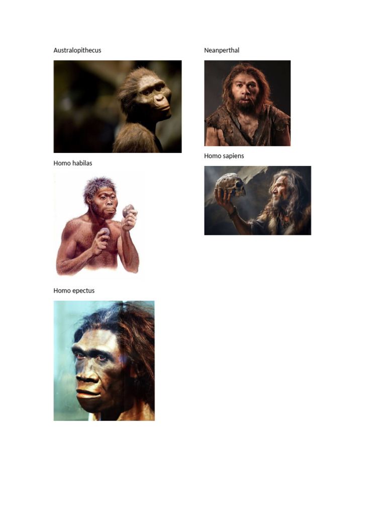 Australopithecus | PDF