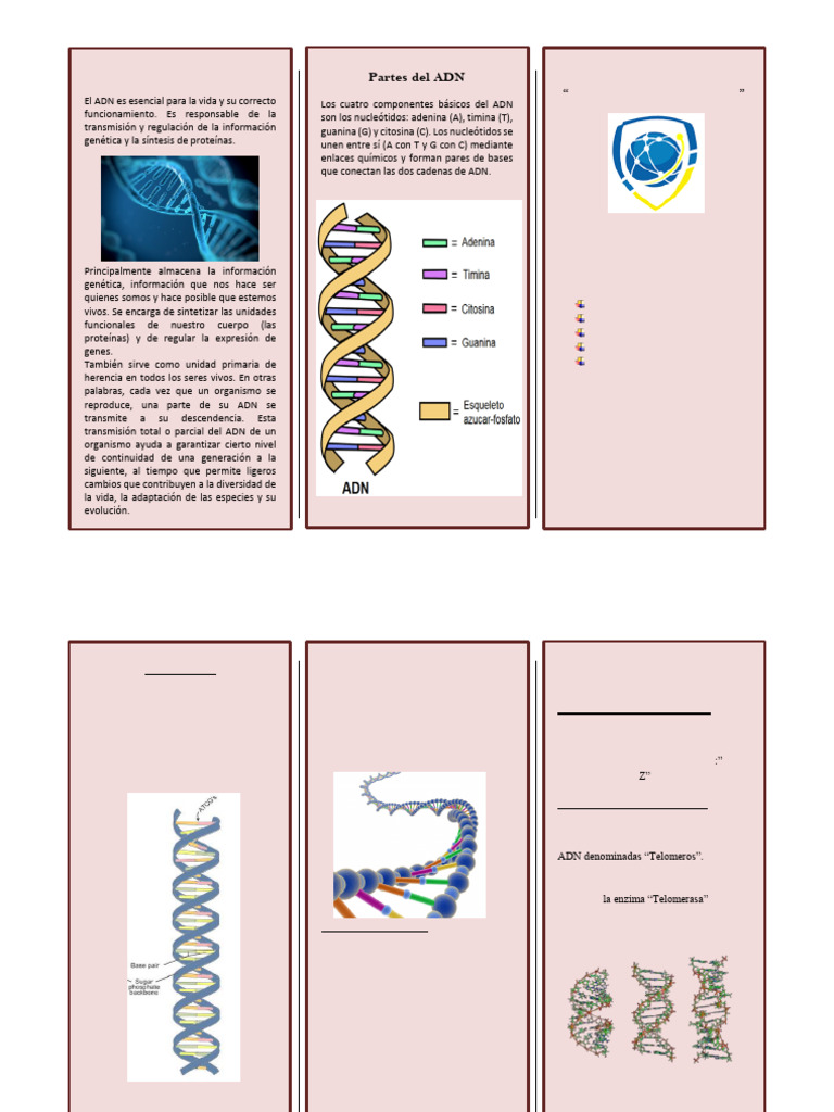 Triptico de ADN | PDF | Adn | Organismos