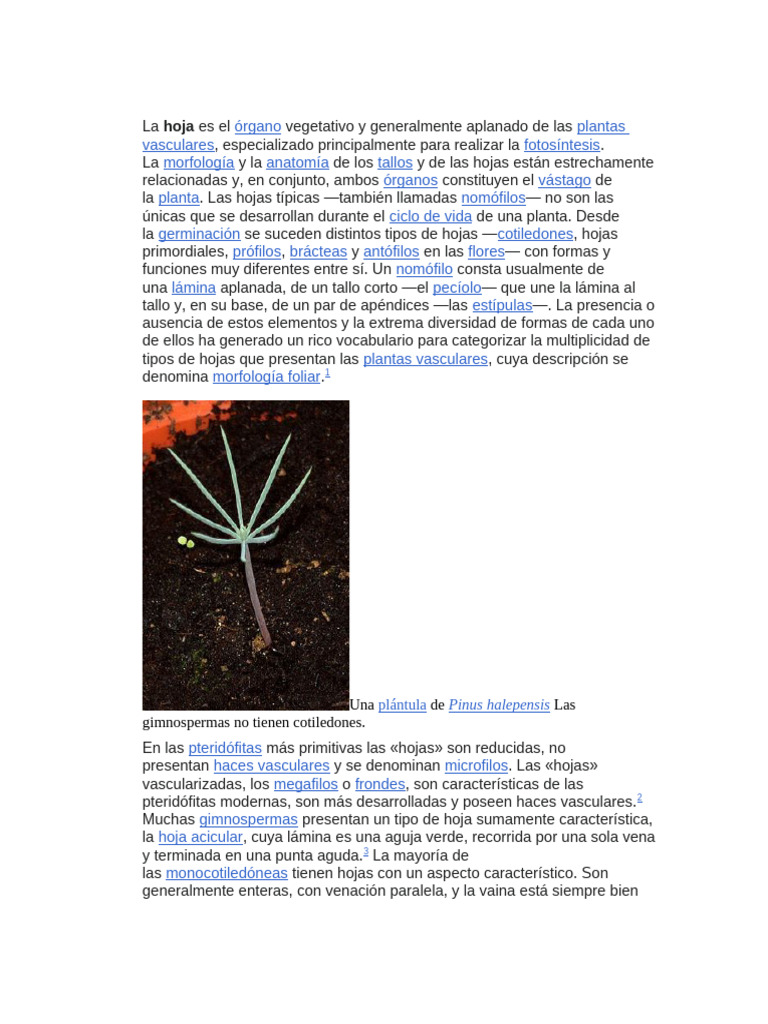 Morfología y tipos de hojas en plantas | PDF | Hoja | Flores