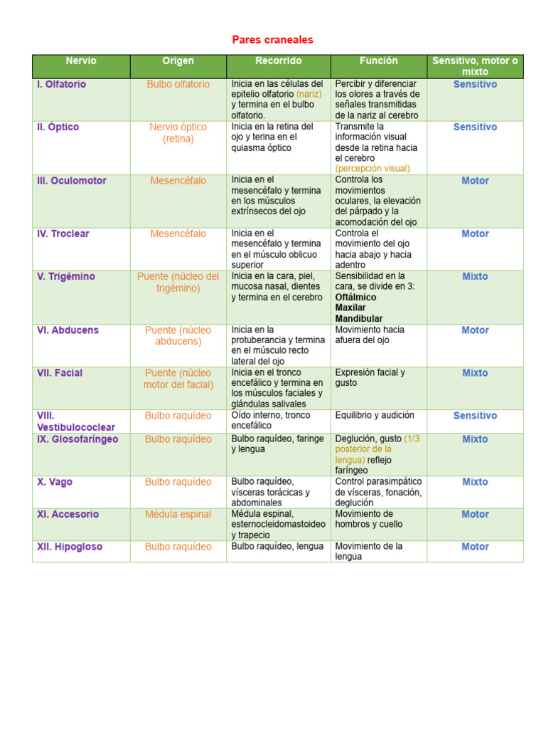 Exámen Final Neuro | PDF | Nervio | Acetilcolina