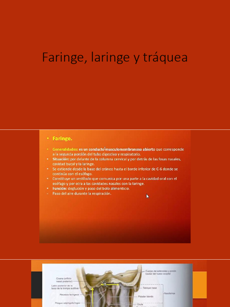 Faringe, Laringe y Tráquea | PDF