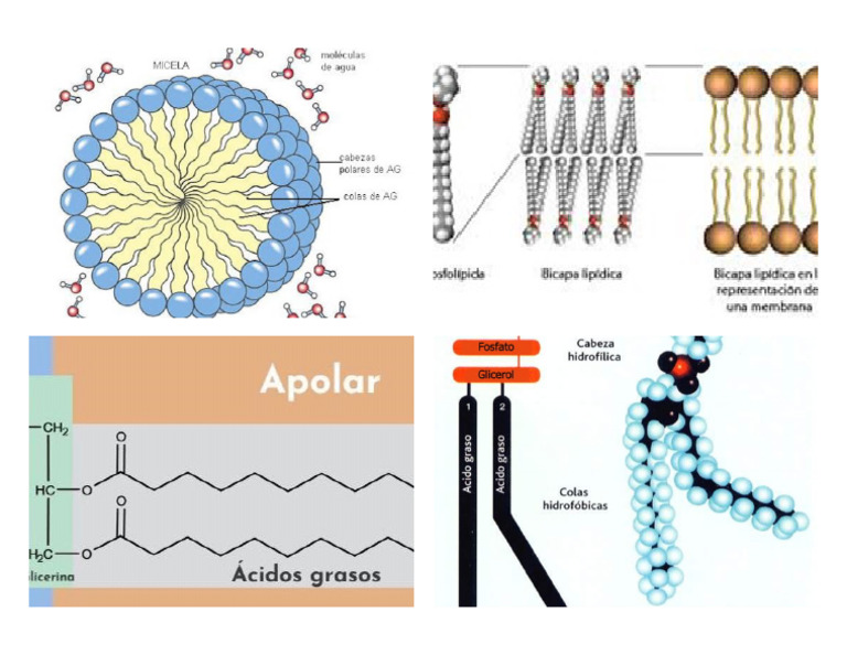 Anfipatico | PDF