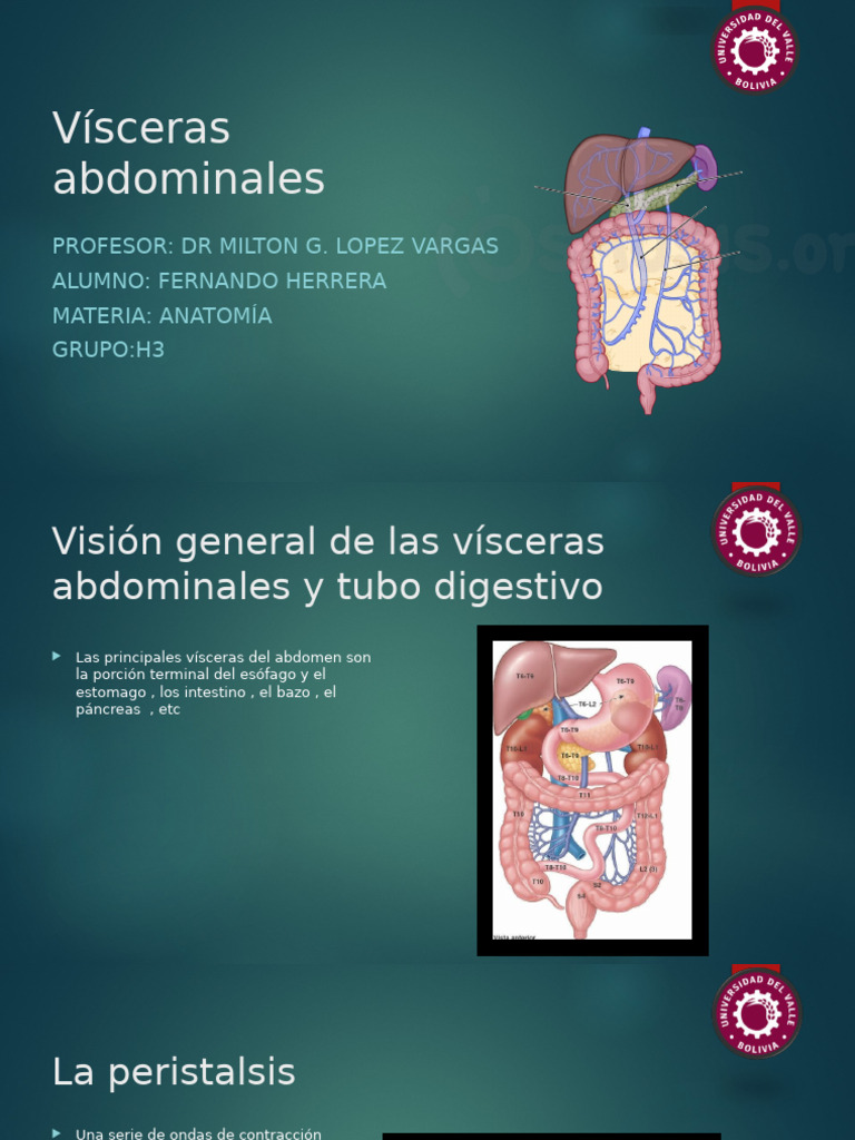 Vísceras Abdominales Fernando Herrera H3 | PDF | Intestino grueso ...