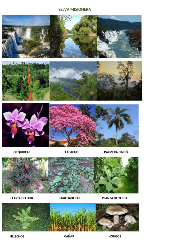 Flora de la Selva Misionera | PDF