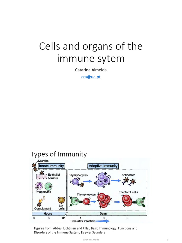 T1 - Cells and Organs of The Immune System | PDF | Lymphatic System ...