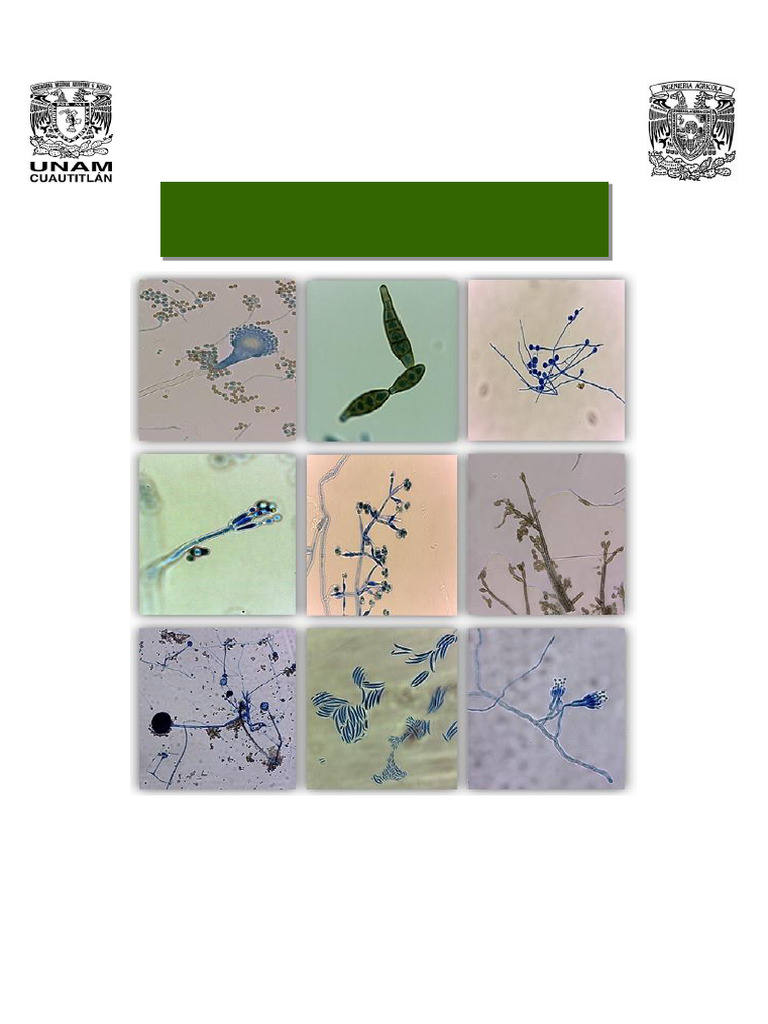 6-Trichoderma SPP | PDF | Espora | Micología