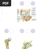 Articulación Coxofemoral Cuadro Integrador | PDF | Rodilla | Cadera