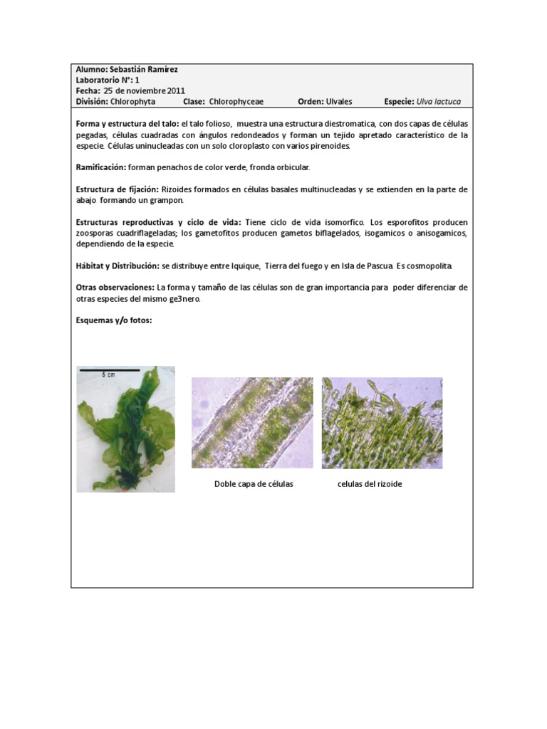 FICHAS Complet | Descargar gratis PDF | Botánica | Plantas