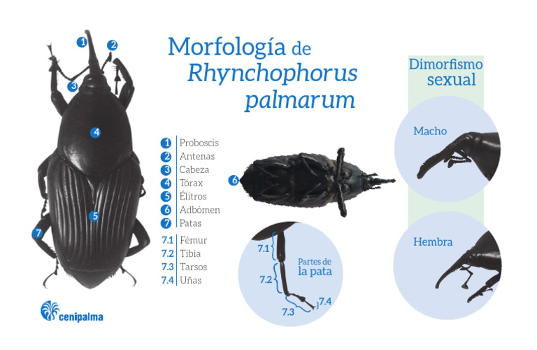 3 Afiche Morfología de Rhynchophorus Palmarum | PDF