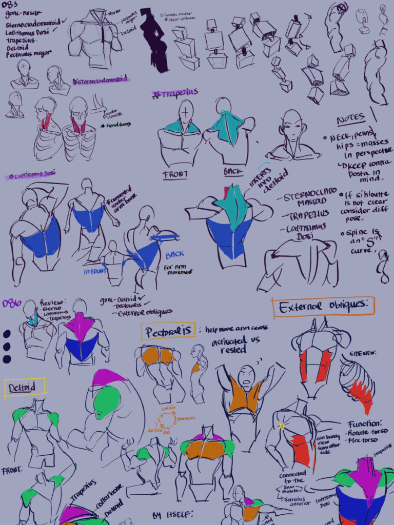 Anatomy Notes | PDF