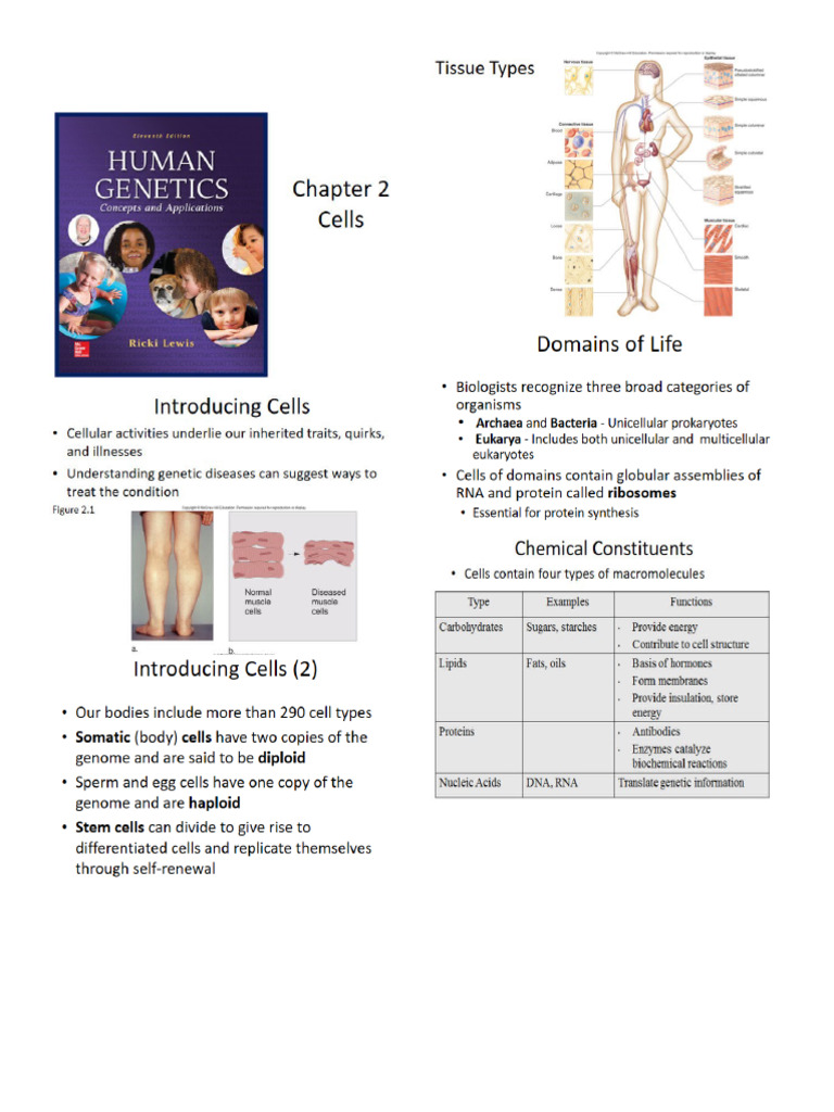 Chapter 2 Genetics | PDF