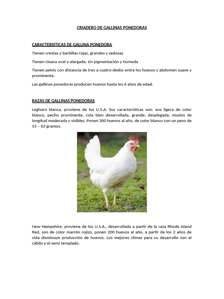 Criadero de Gallinas Ponedoras | PDF | Agua | Pollo