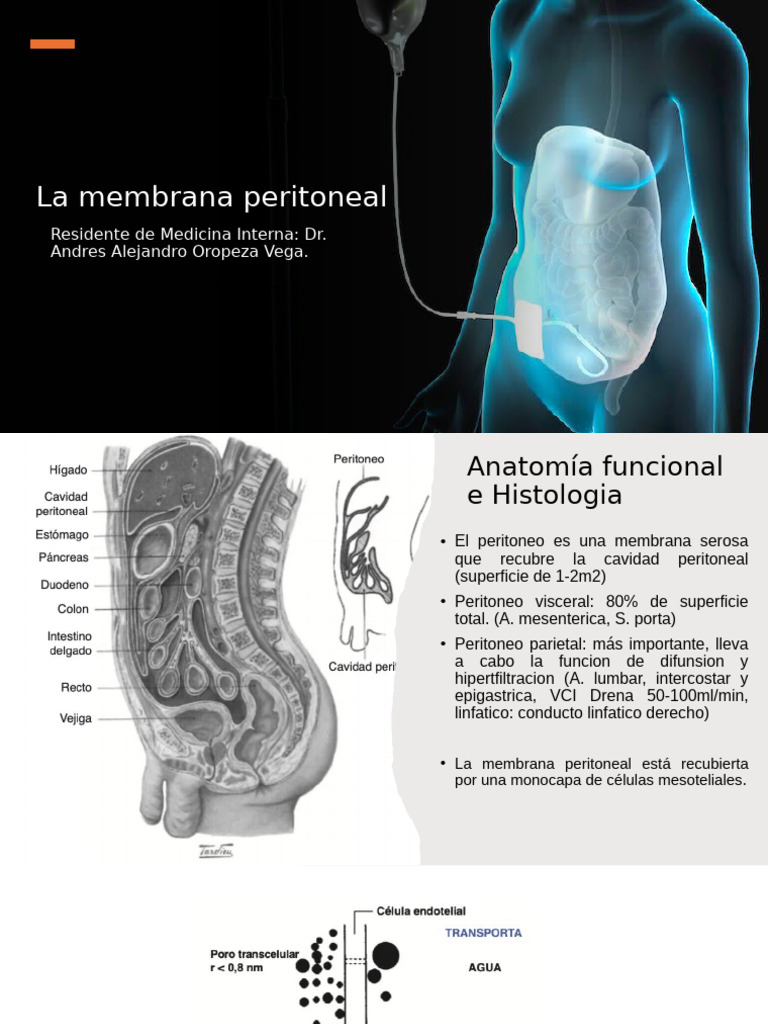 Membrana Peritoneal | PDF | Peritoneo | Biología Celular