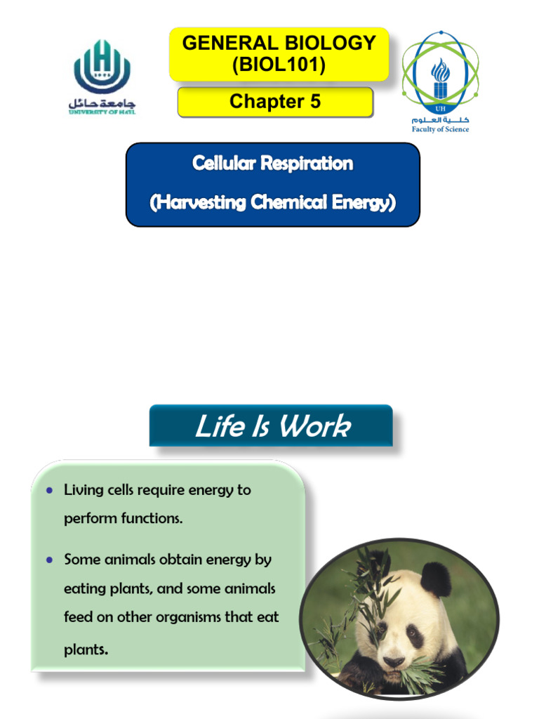 Energy Flow in Cellular Respiration | PDF | Cellular Respiration ...