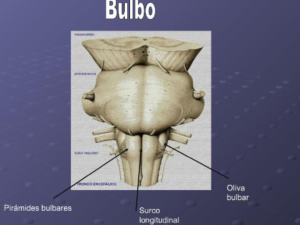 Presentación Bulbo | PDF | Ciencia y matemáticas