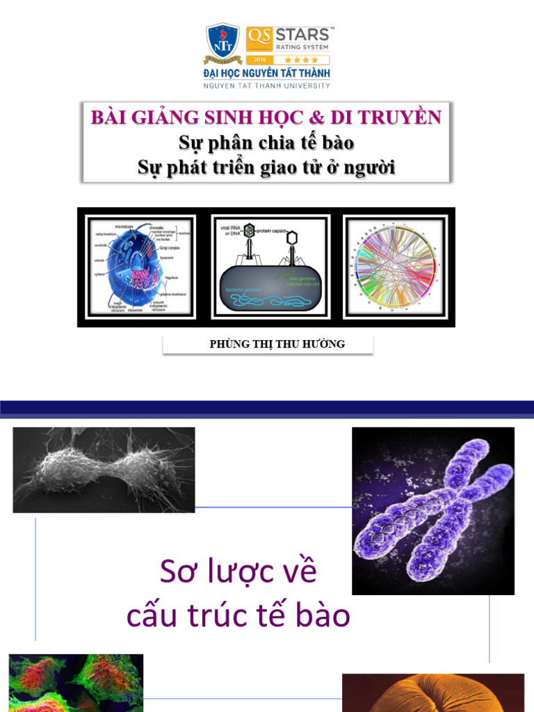 Buoi 3 Su Phan Chia Te Bao Hinh Thanh Giao Tu o Nguoi | PDF