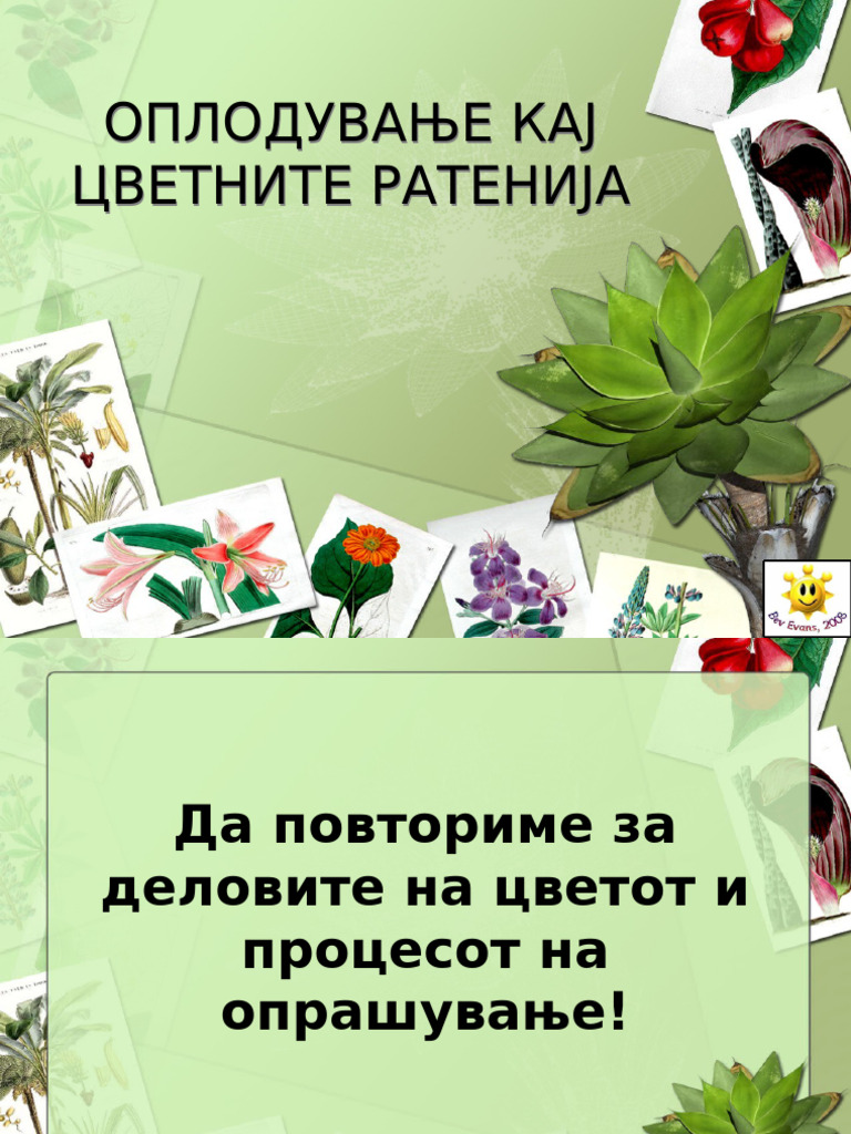 Ok Oploduvanje Kaj Cvetni Rastenija | PDF