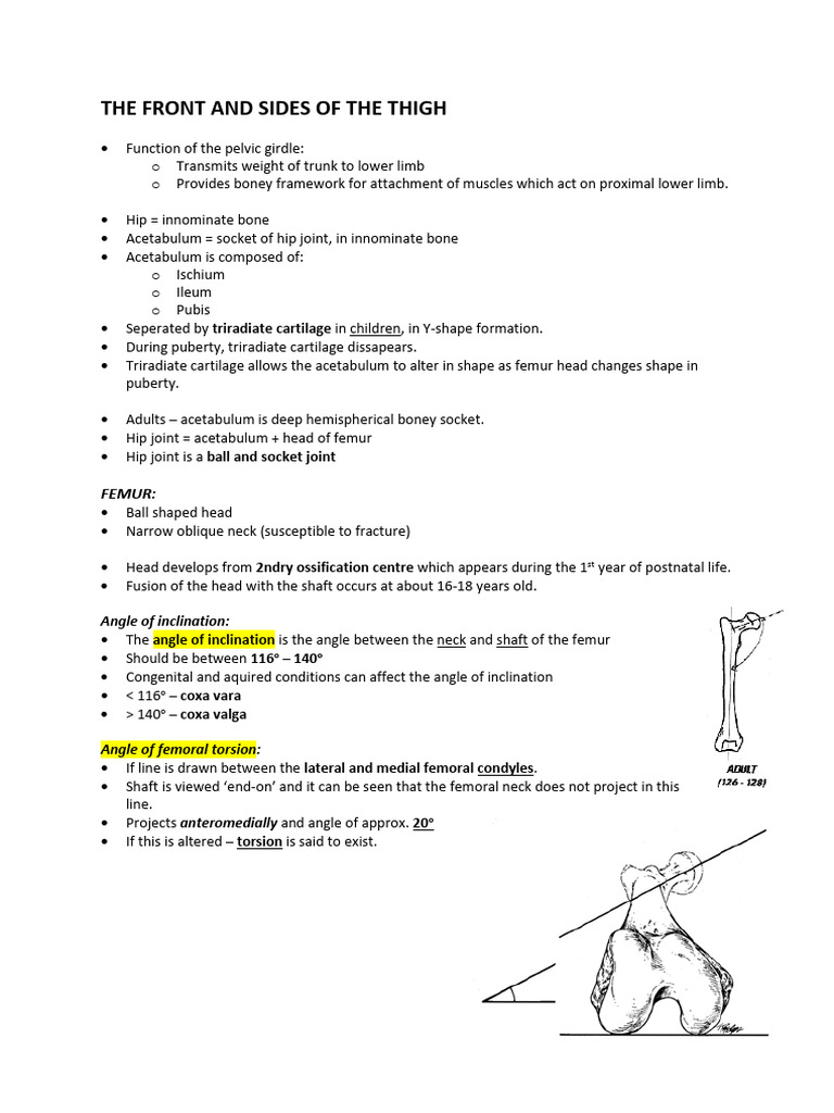 The Front and Sides of The Thigh: Triradiate Cartilage | PDF | Human ...