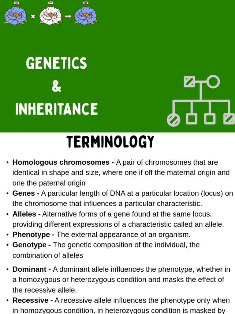 genetics and inheritance | PDF | Dominance (Genetics) | Allele