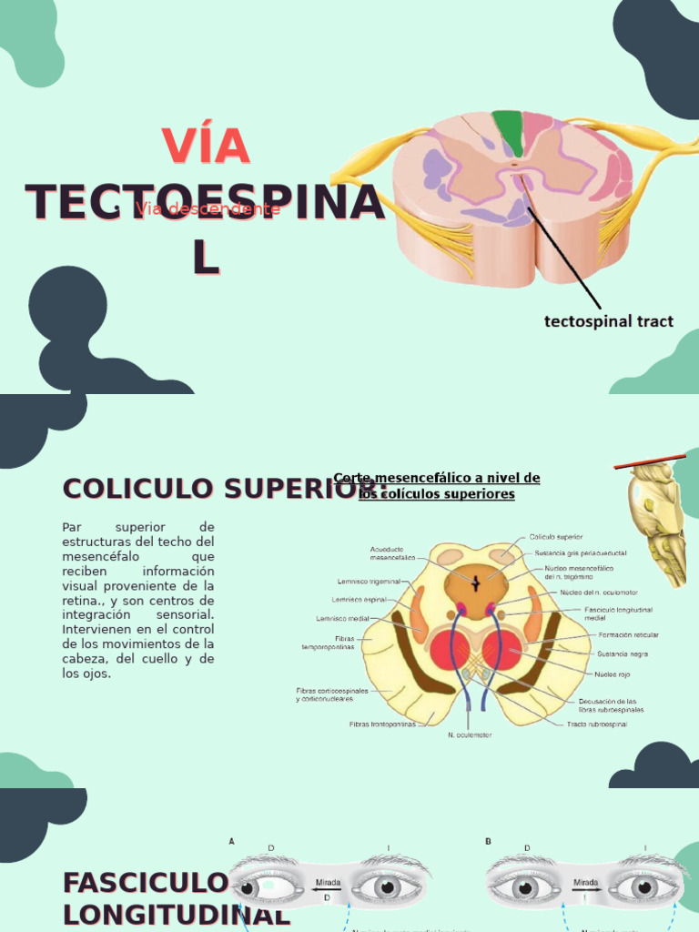 Via Tectoespinal | PDF