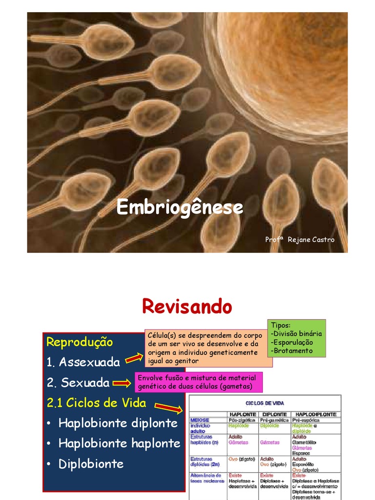 Aula 3 EM 3° Ano - Embriogenese | PDF | Gema | Fertilização