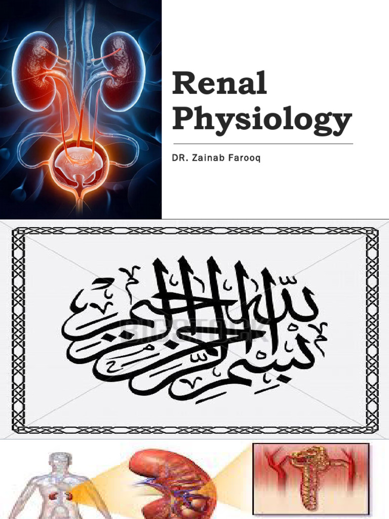 The Urinary System - Urine Formation | PDF | Organ (Anatomy) | Urinary ...