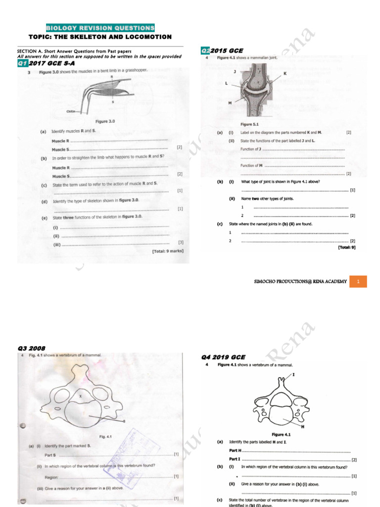 Bio Revision The Skeleton | PDF