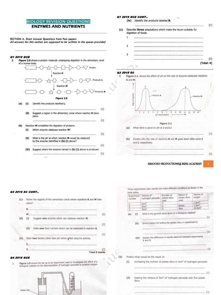 Bio Revision Enzymes and Nutrients | PDF