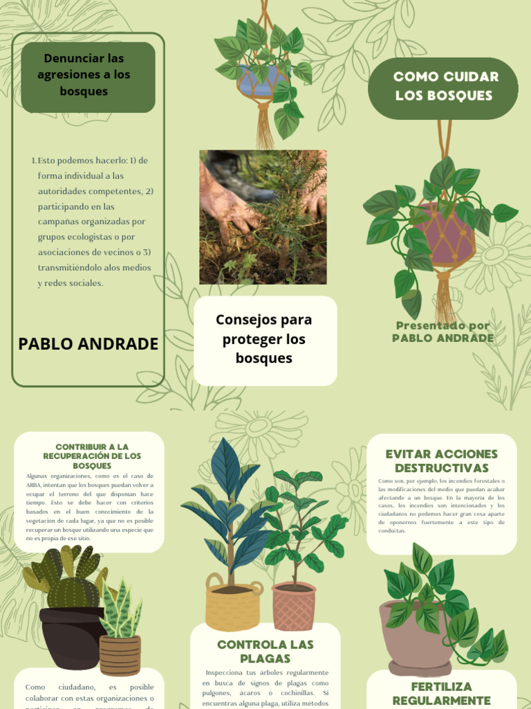 Cuidado de los bosques pablo andrade | PDF | Los bosques | Plaga ...