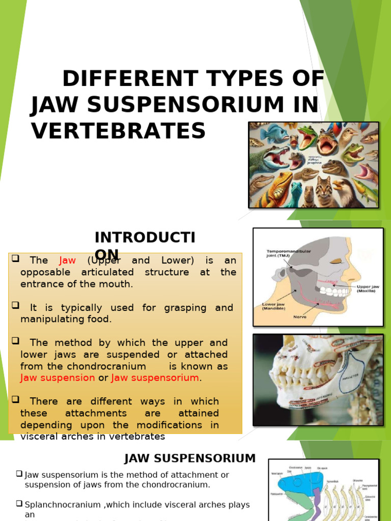 Jaw Suspensorium | PDF | Jaw | Skull