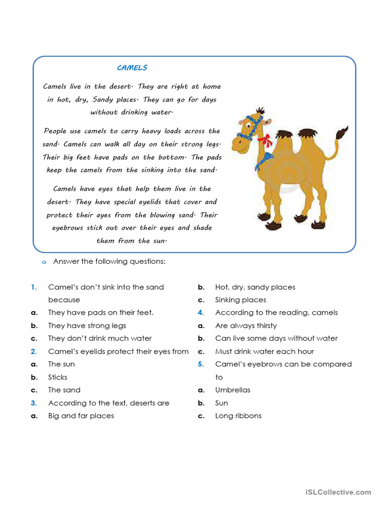 Reading Comprehension - Camels | PDF