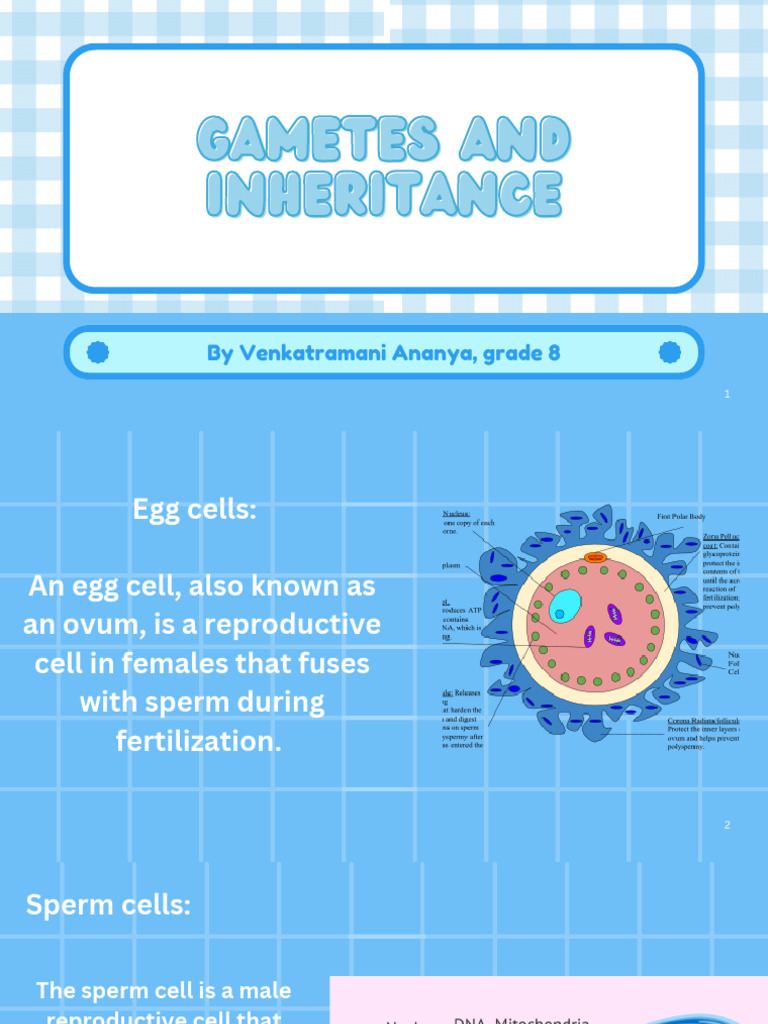 Gametes and Inheritance | PDF