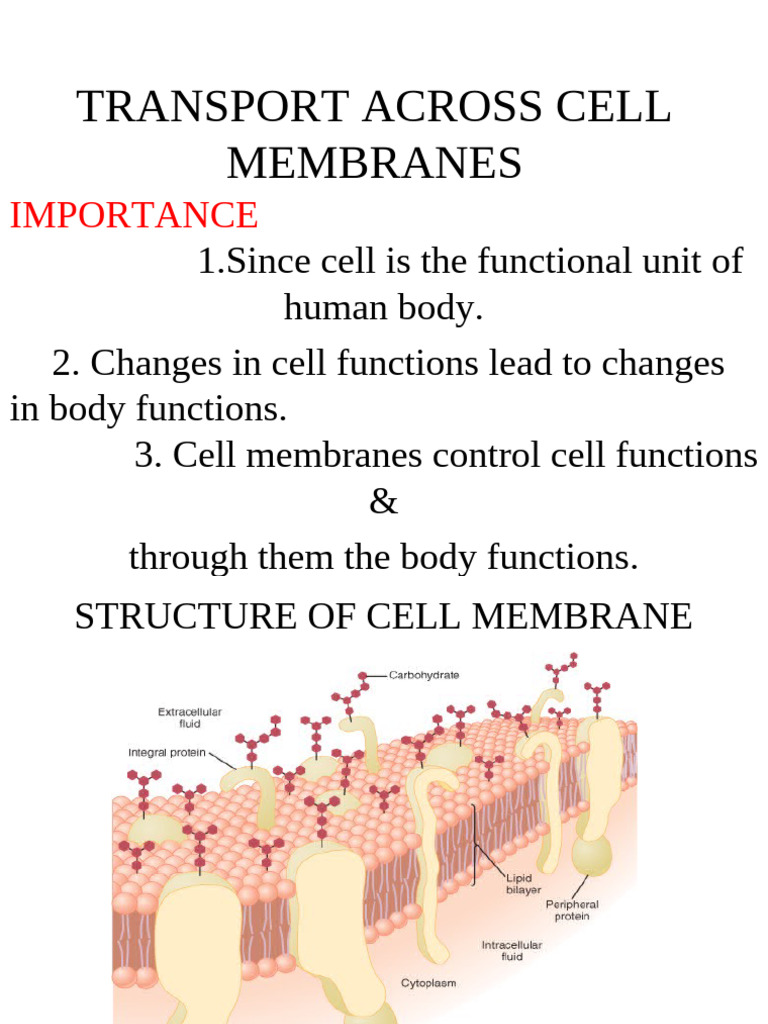 Transport Across Cell Membranes | PDF | Osmosis | Cell Membrane