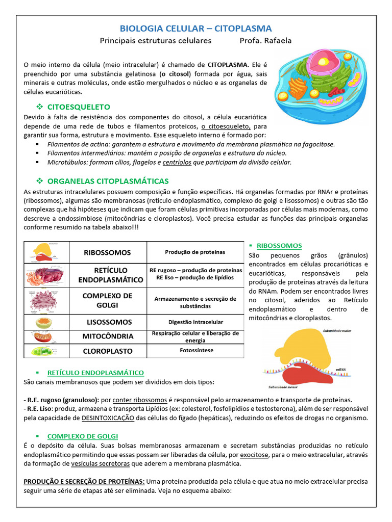 Resumo Estruturas Celulares | PDF | Célula (Biologia) | Citoplasma