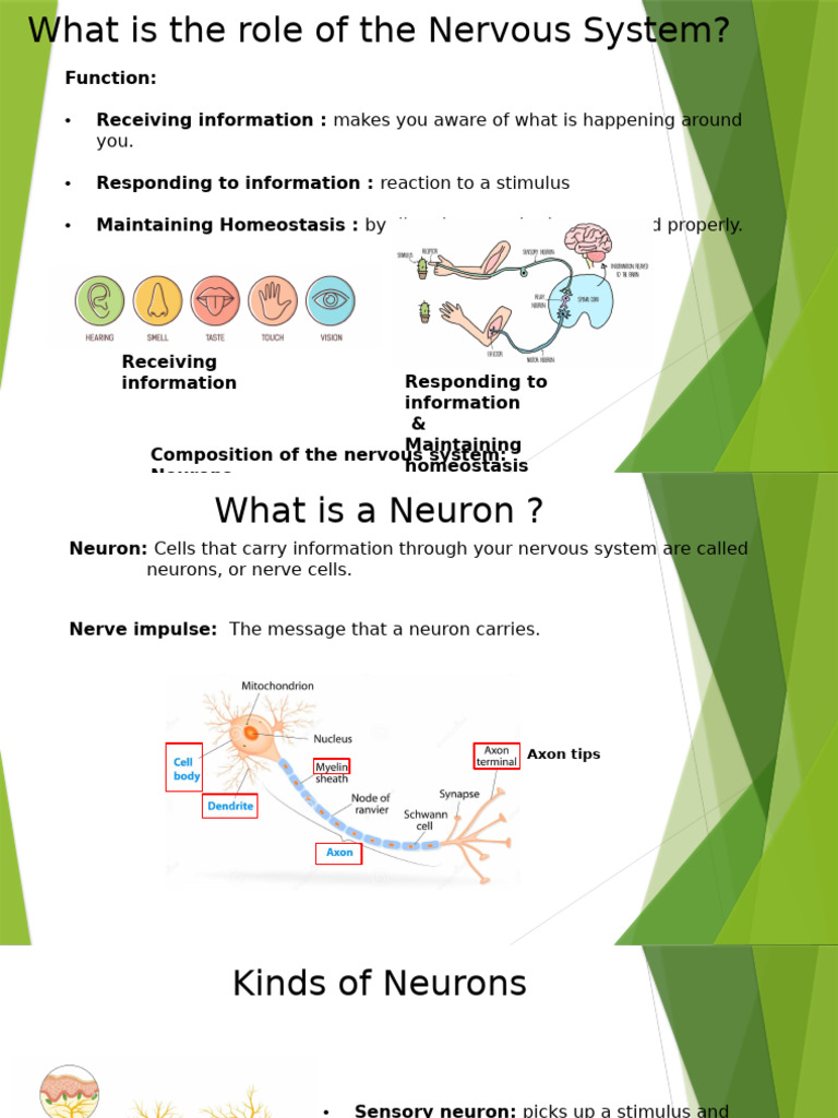 7.1 How The Nervous System Work | PDF